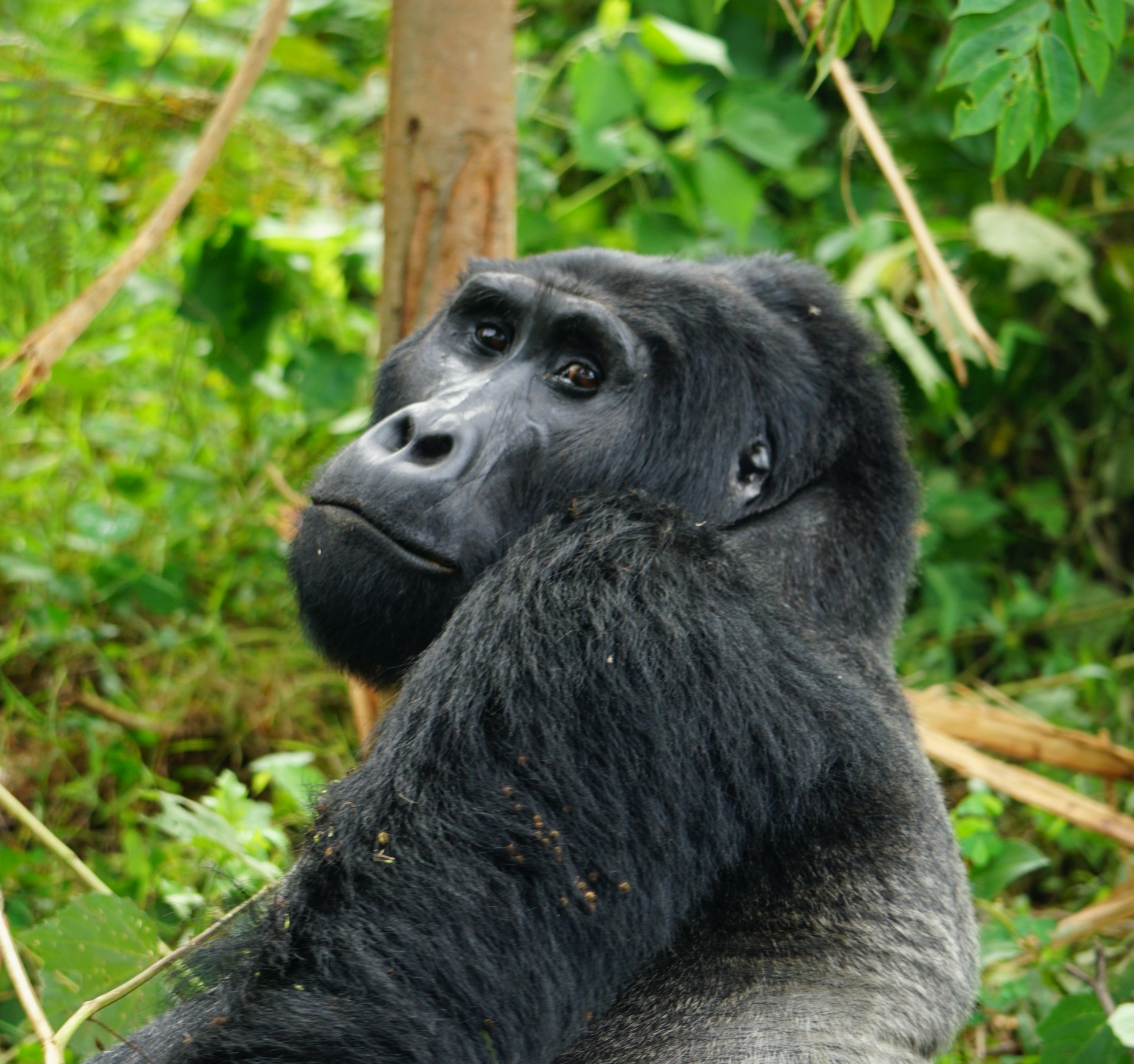 Rwanda Gorilla Trekking & Cultural Safari Experience - Engeya Tours and ...